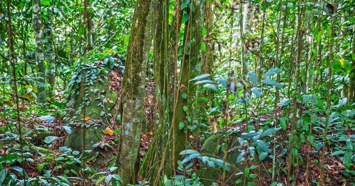Manfaat dan Cara Mengolah Kayu Bajakah untuk Kesehatan